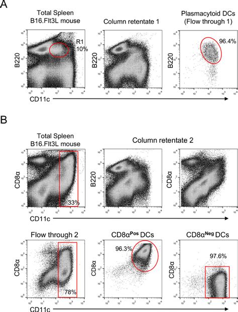Analysis Of Splenic Dc Subsets During Enrichment Protocol A Download Scientific Diagram