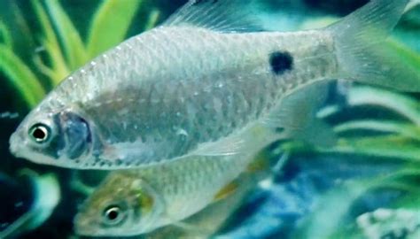 20 Different Types Of Barb Fish With Pictures You Should Know About