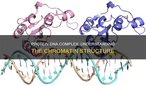 Protein Dna Complex Understanding The Chromatin Structure Medshun