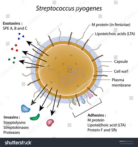 Streptococcus Mutans