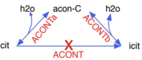 Constraint Based Analysis — Notes On Metabolic Modelling Analysis