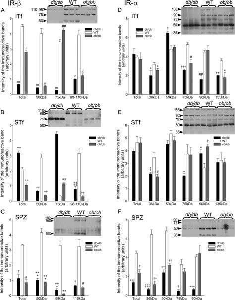 ir β in a itf b stf and c spz in db db ob ob and wt mice the values download scientific