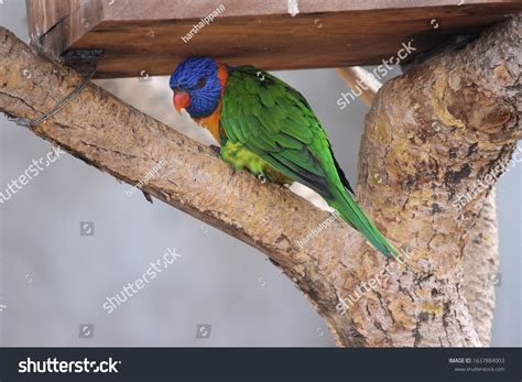 55 Imágenes De Parror Imágenes Fotos Y Vectores De Stock Shutterstock