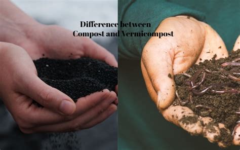Difference Between Compost And Vermicompost Residencetalk