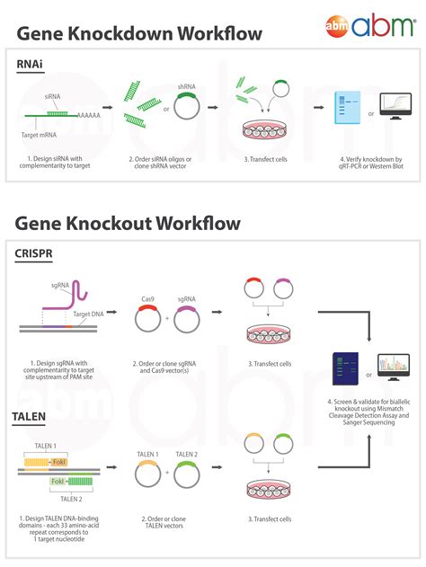 Gene Knockout Vs Knockdown At Vincent Hesse Blog