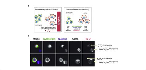 Assessment Of Pd L1 Expression In Circulating Tumor Cells Ctcs A