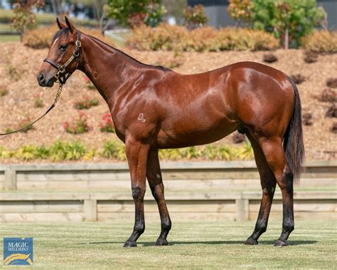 2023 Gold Coast Yearling Sale Lot 207 Capitalist Aus