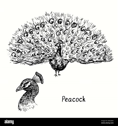 Peacock Drawing