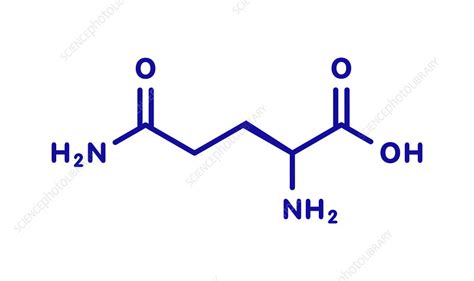 Glutamine Amino Acid Molecule Illustration Stock Image F0278670 Science Photo Library