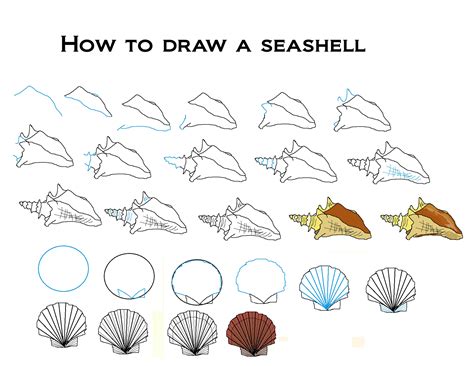 How To Draw A Shell
