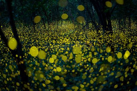 Firefly Lightning Bug In The Rainforest At Night Stock Image Image Of