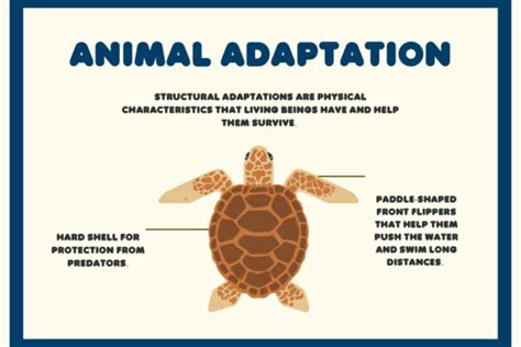 Turtle Font Fonts Free Downloads