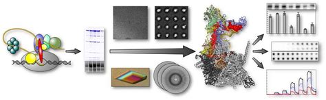 Prof Markus Wahl • Wahl Group Structural Biochemistry • Department Of Biology Chemistry