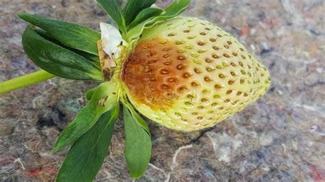 딸기 내부 습도 낮춰 곰팡이병 예방