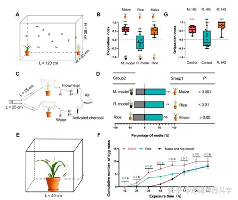 Bmc Biology︱华南农业大学徐汉虹团队揭示草地贪夜蛾偏好玉米产卵的新机制 知乎