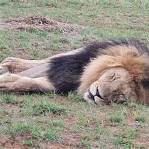 Do Female Cats Have Smaller Heads Than Males DIY Seattle