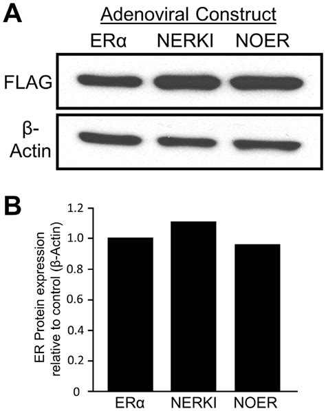 Estrogen Receptor Expression In Hfob Cells A Hfob Cells Were Infected Download Scientific