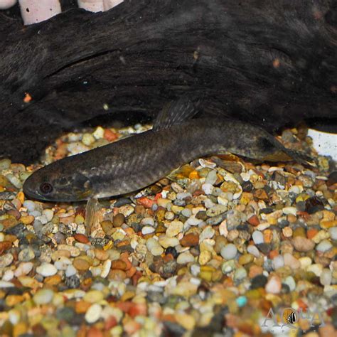 Purple Wolf Fish Erythrinus Sp Purple Aqua Imports