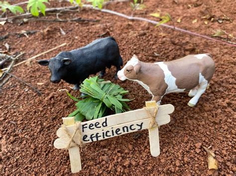 Feedlot Mastery Unleashing The Secrets Of Efficient Cattle Management