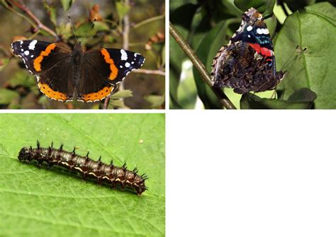 Red Admiral Butterfly Life Cycle