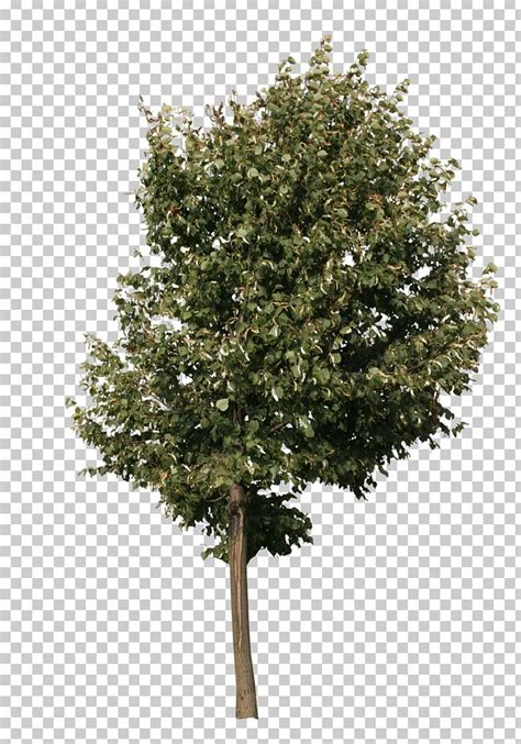 Tree Acer Campestre Oak PNG Clipart Acer Campestre Arborvitae Birch Branch Clip Art Free