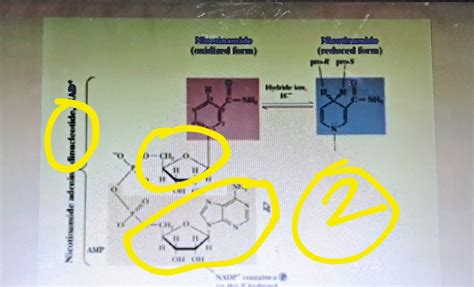 Dinucleotide Structure