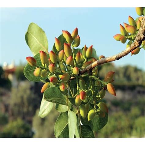 Waqswed Buy New 10pcs Green Pistachio Tree Seeds Online India Ubuy