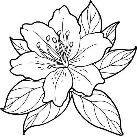Azalea Flower Outline Illustration Coloring Book Page Design Azalea