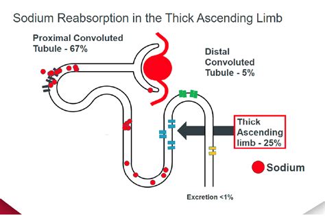Diuretic E Gallery University Of Nebraska Medical Center