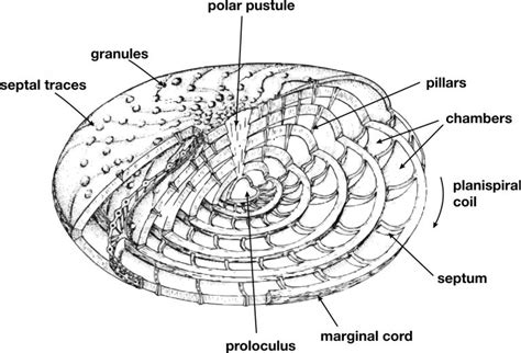 Larger Benthic Foraminifera Geology Is The Way