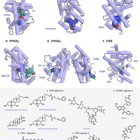 Overview Of Allosteric Ligands Binding To An Expanded Orthosteric Site Download Scientific