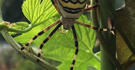 Blog Of Former Mysql Entomologist Fun With Bugs 71 On Some