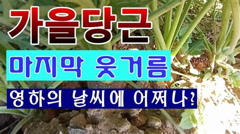 텃밭농부 1281 가을당근에 마지막 웃거름 주기 영하의 날씨에는 어쩌나 당근재배 Youtube