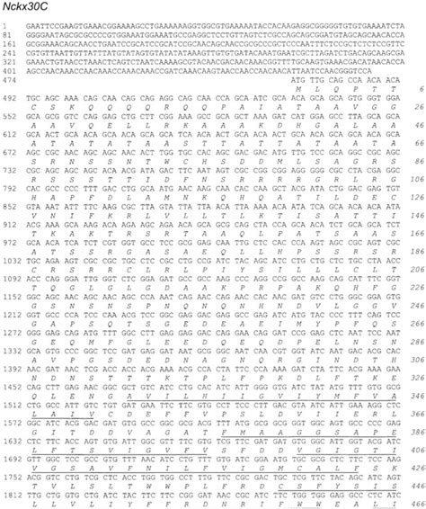 complementary dna and protein sequence numbers for nucleotides are download scientific diagram