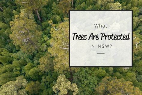 What Trees Are Protected In NSW New List