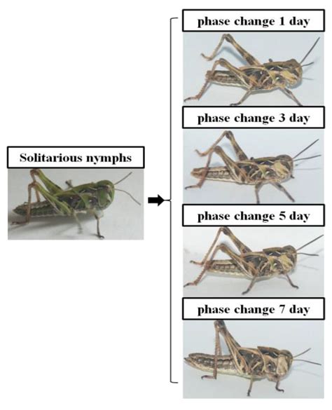 Grasshopper Sinuses Grasshopper Sinuses