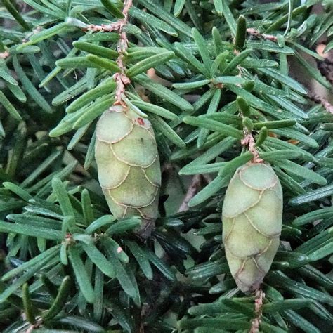 Western Hemlock Needles