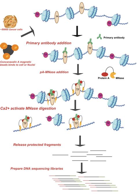 Introductory Analysis And Validation Of Cutandrun Sequencing Data