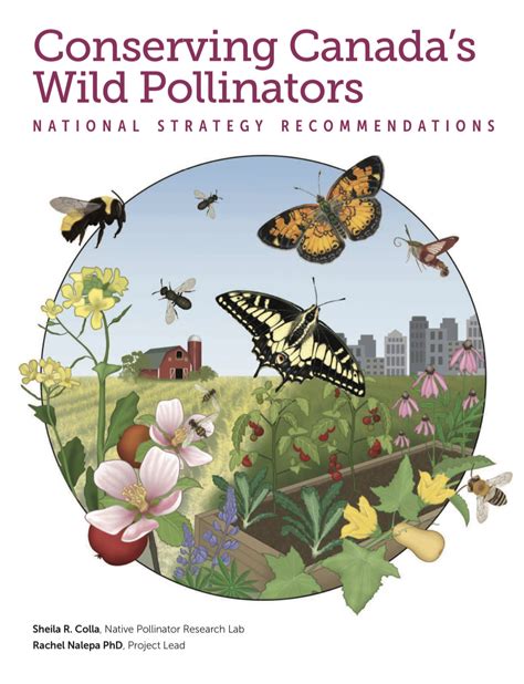 Conserving Canadas Wild Pollinators Colla Conservation Science Lab