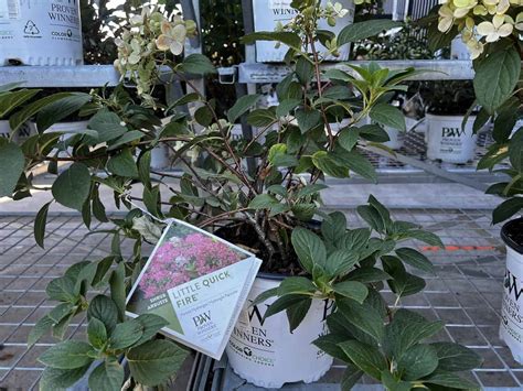 Hydrangea Companion Plants