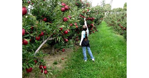 Как собственици на градини ще си купуват общинска и държавна земя Български Фермер