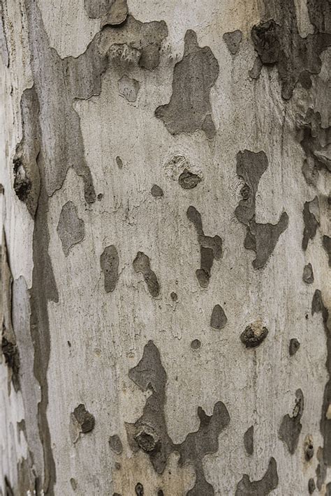 Tree Texture Trunk Background Natural Texture Trees Background Image For Free Download