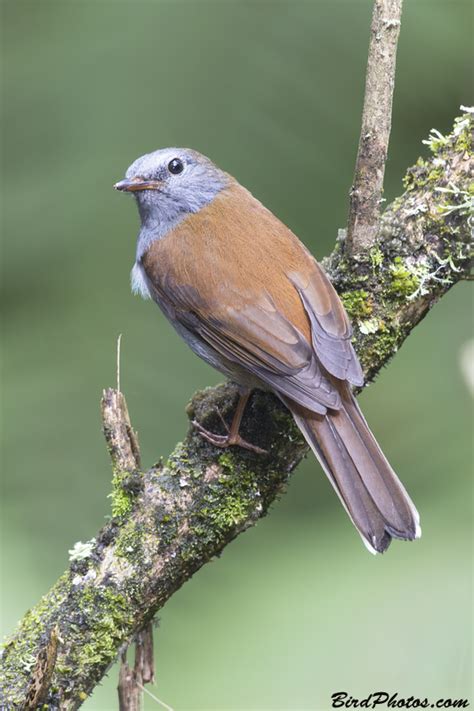 Birds Of Colombia Myadestes