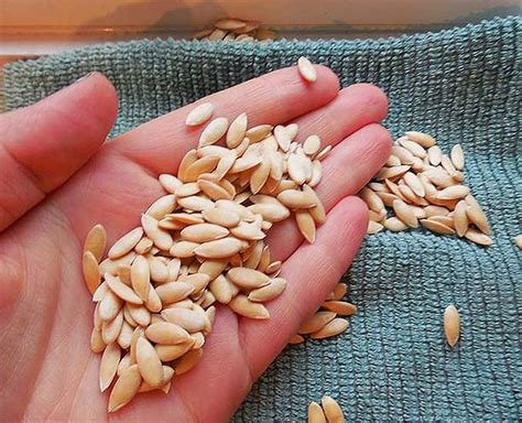 Muskmelon Seeds Benefits Muskmelon Health Benefits Kharbuja Seeds