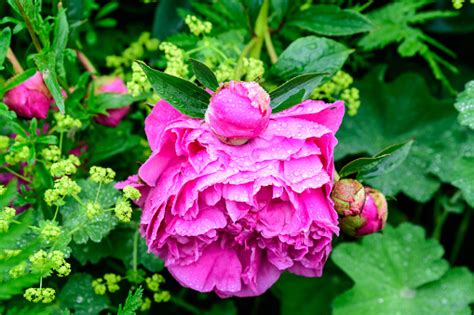 미니멀 한 정원 풍경 스코틀랜드 영국에서 화창한 날에 식물과 잔디와 분홍색 마젠타 모란 꽃풍경 전형적인 영국 별장 정원 배열 0명에 대한 스톡 사진 및 기타 이미지 Istock