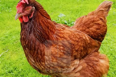 Lista De Razas De Gallinas Crianza Alimentación Y Más