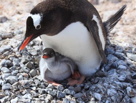 Gentoo Penguin Chick