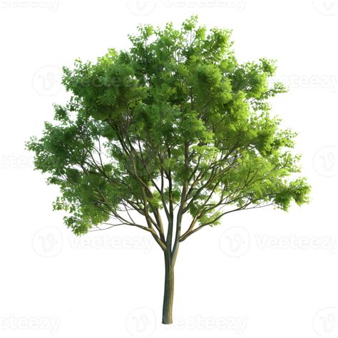 D Rendering Of A Green Tree On Transparent Background PNG