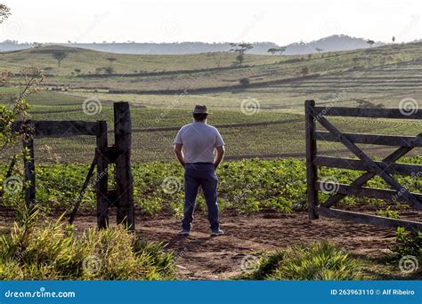 Cassava Farmer Thai Farmers Harvest Cassava In The Countryside Of