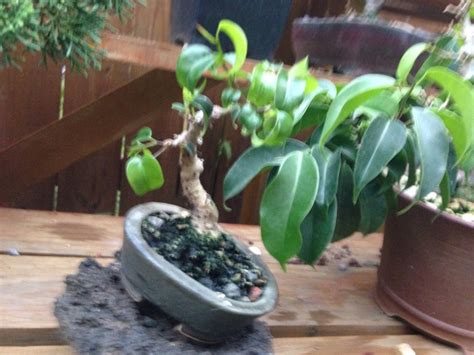 A Couple Small Ficus